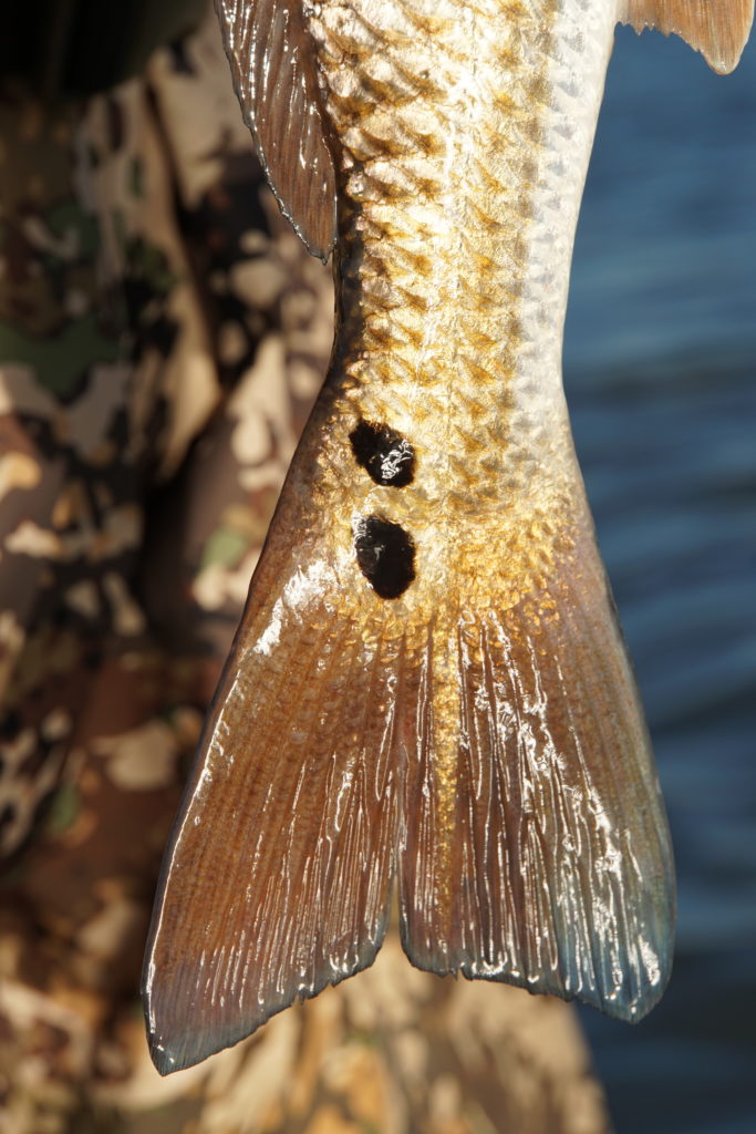 Mythbusting – Patrick D. Murray